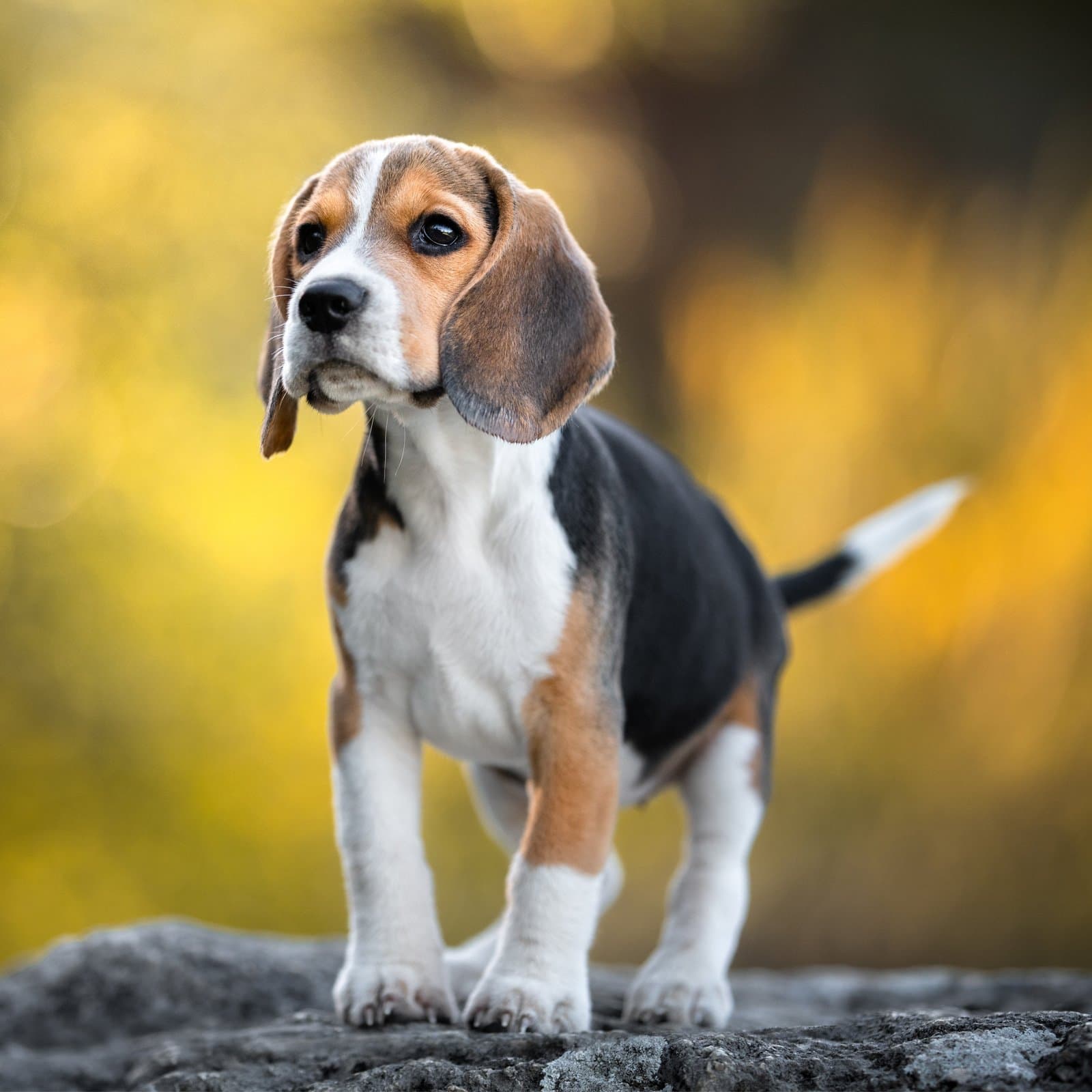 Beagle — Dog Breed Info, Traits & Care Guide | Pet Adopt Now